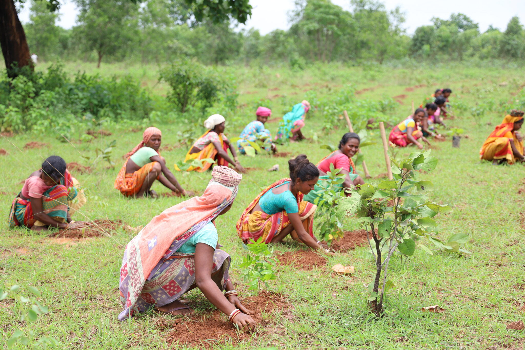 Reforesting the world with Max Renaudin, Founder & CEO of Tree-Nation ...
